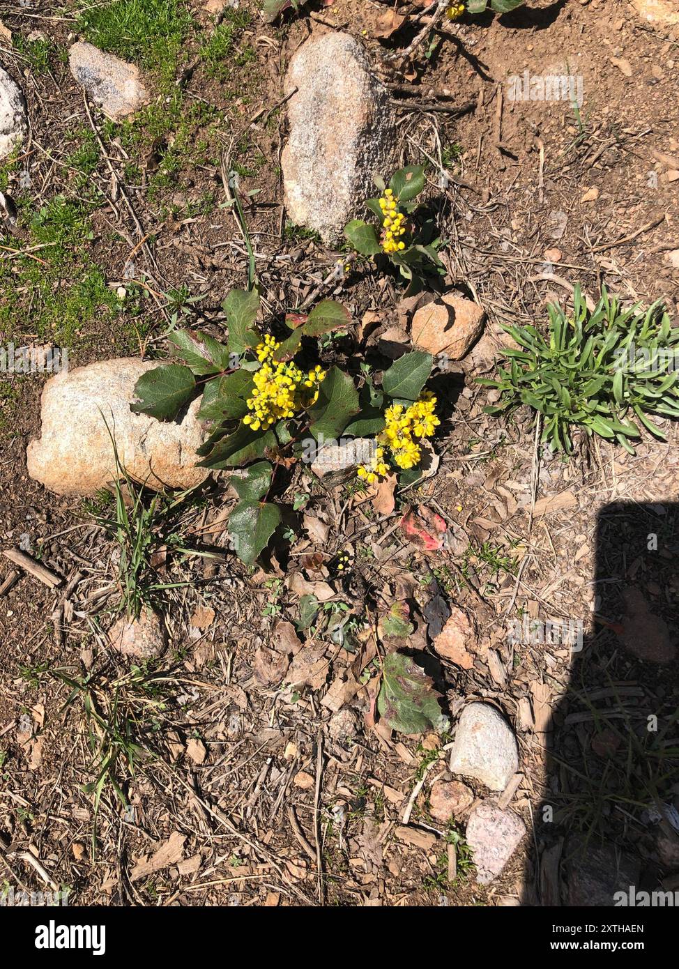 creeping mahonia (Berberis repens) Plantae Stock Photo - Alamy
