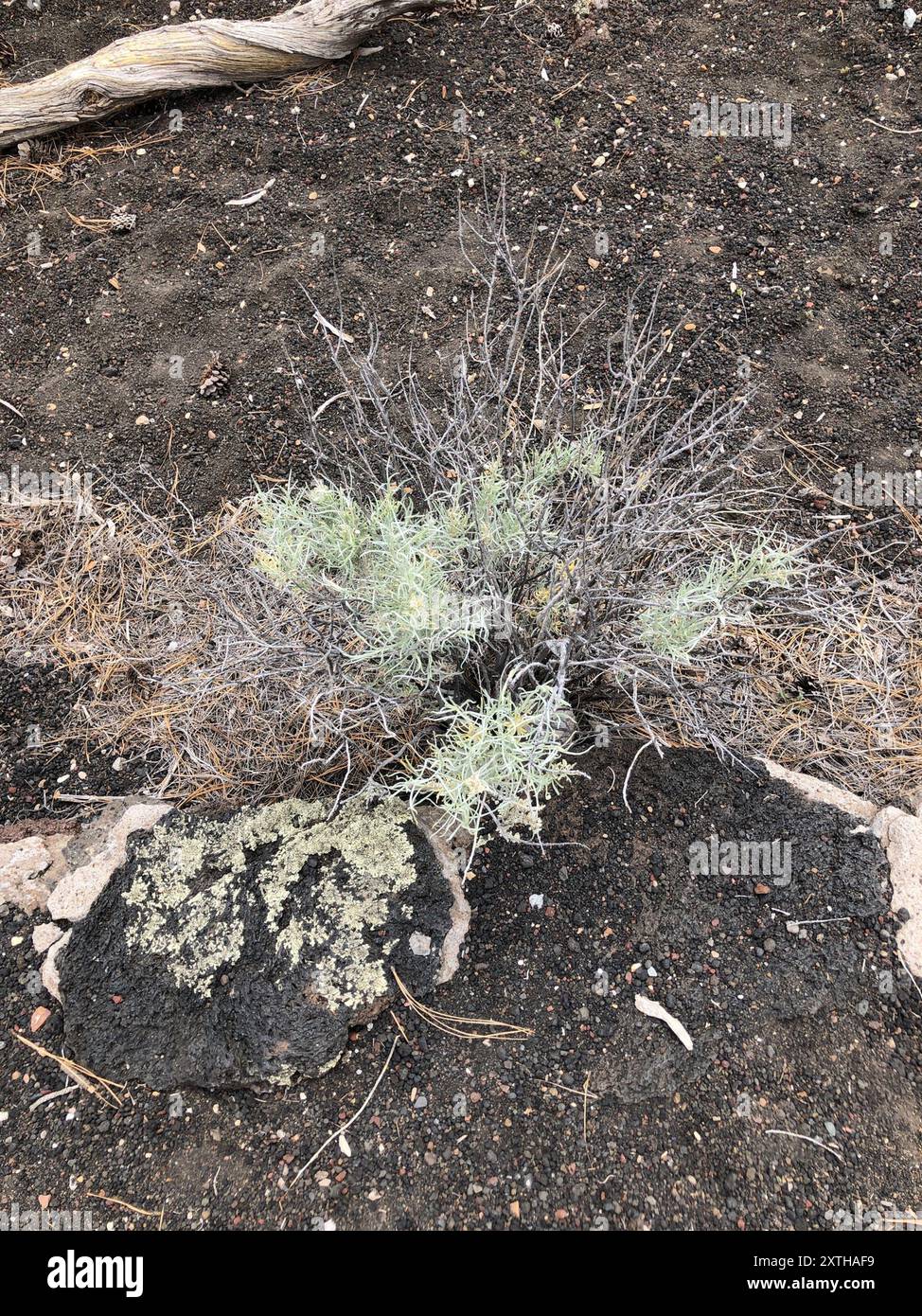 sand sagebrush (Artemisia filifolia) Plantae Stock Photo - Alamy