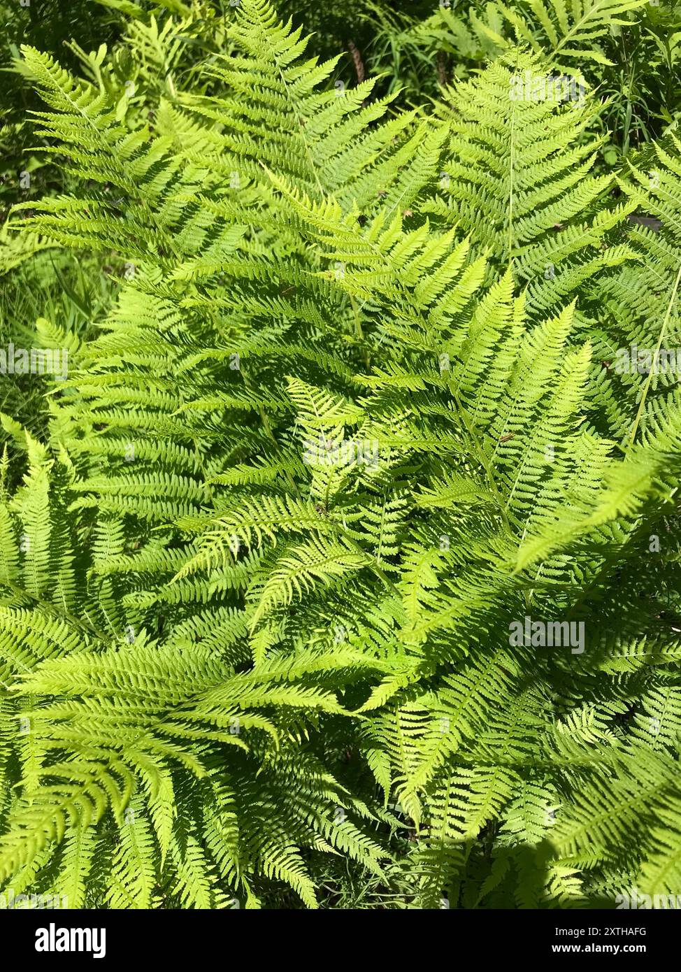 lady ferns (Athyrium) Plantae Stock Photo - Alamy