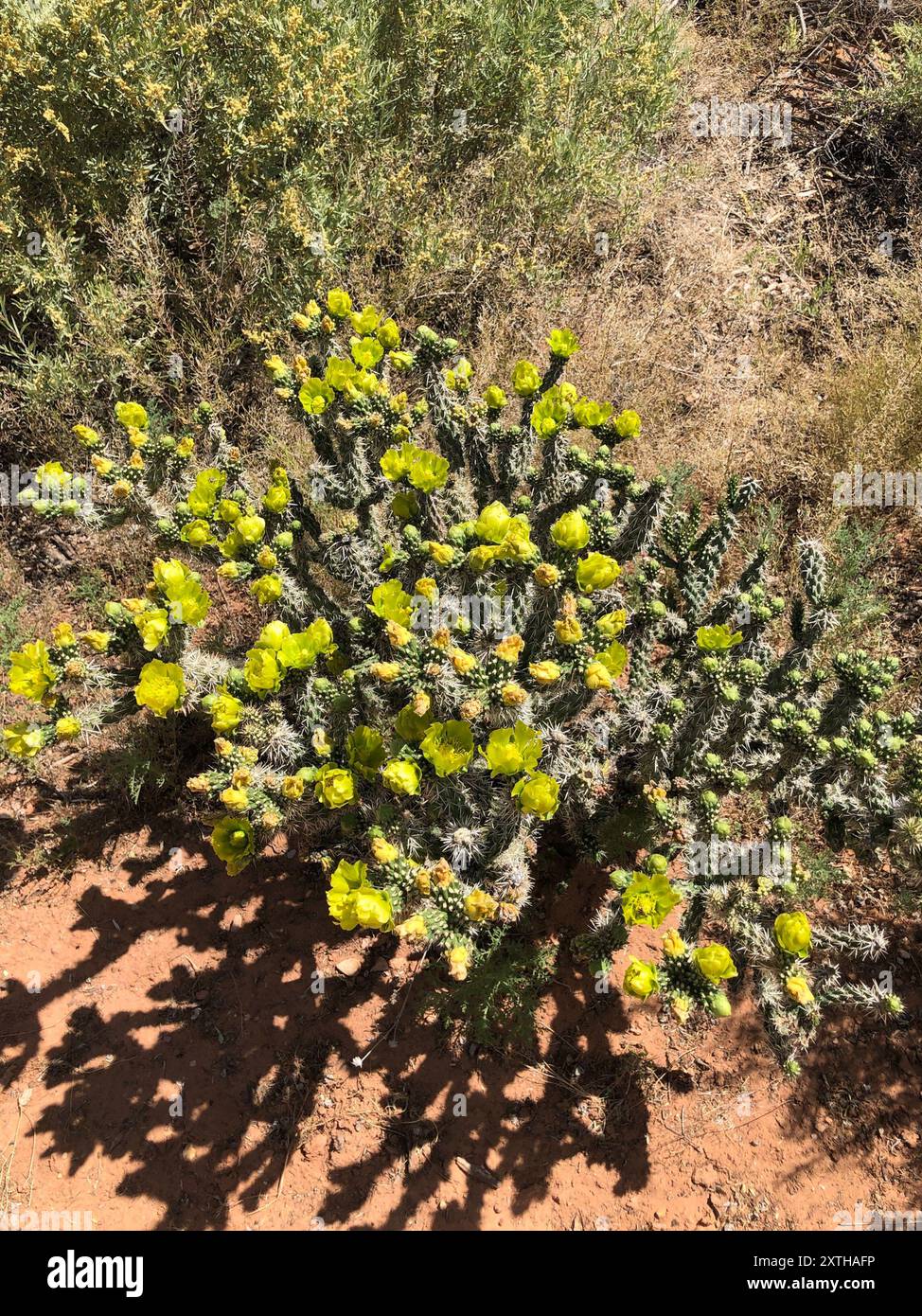 Whipple Cholla (Cylindropuntia whipplei) Plantae Stock Photo - Alamy