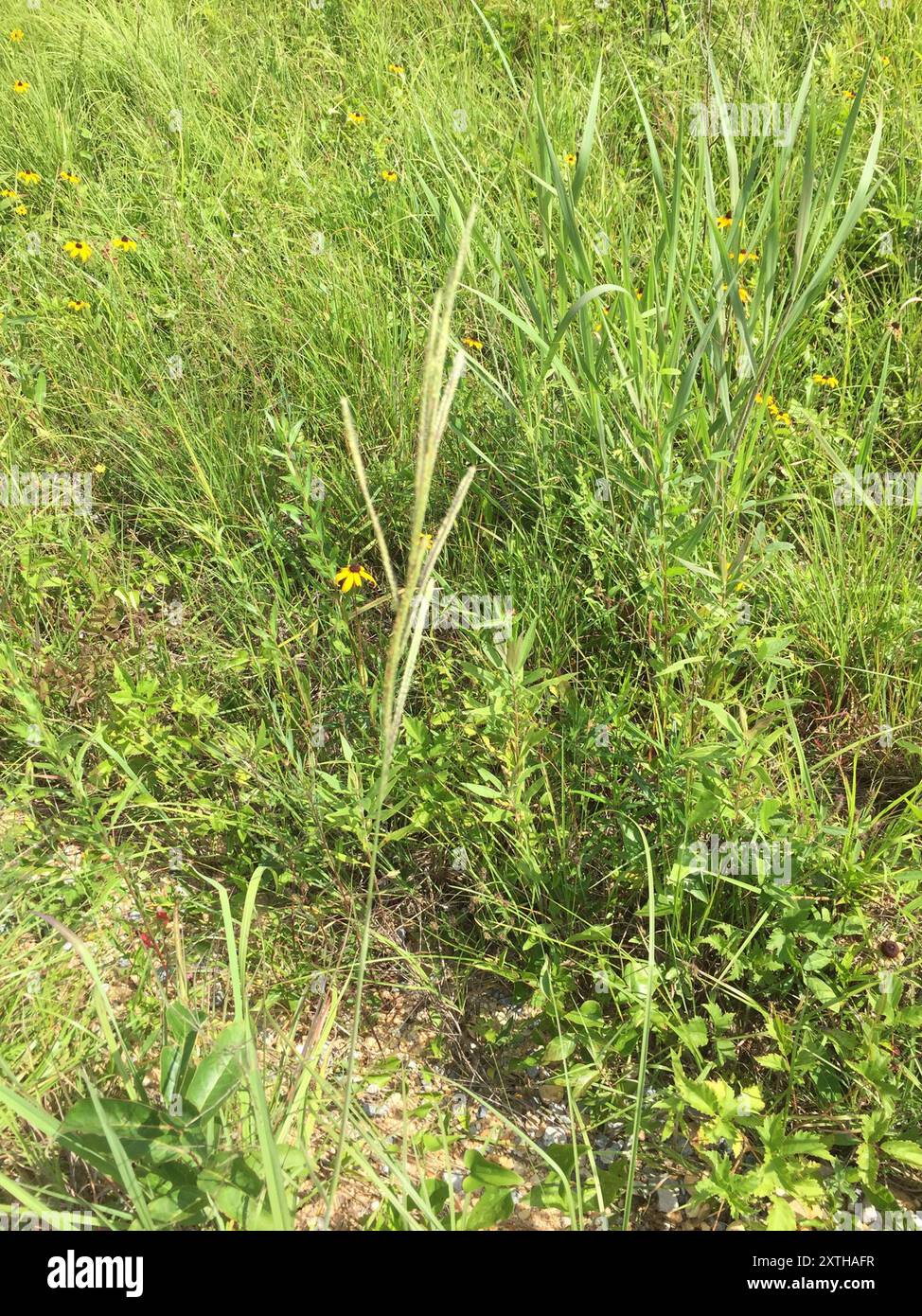Vasey Grass (Paspalum urvillei) Plantae Stock Photo - Alamy