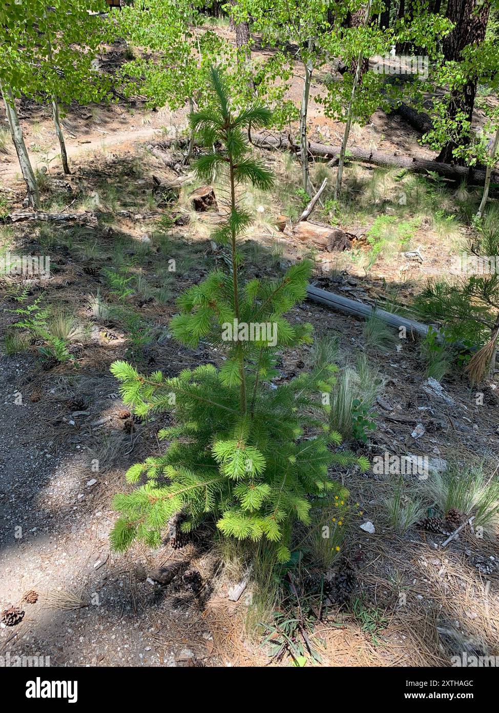 southwestern white pine (Pinus strobiformis) Plantae Stock Photo - Alamy