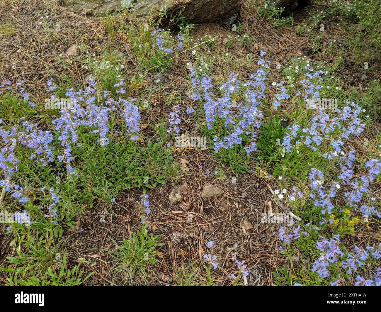 Front Range Beardtongue (Penstemon virens) Plantae Stock Photo - Alamy