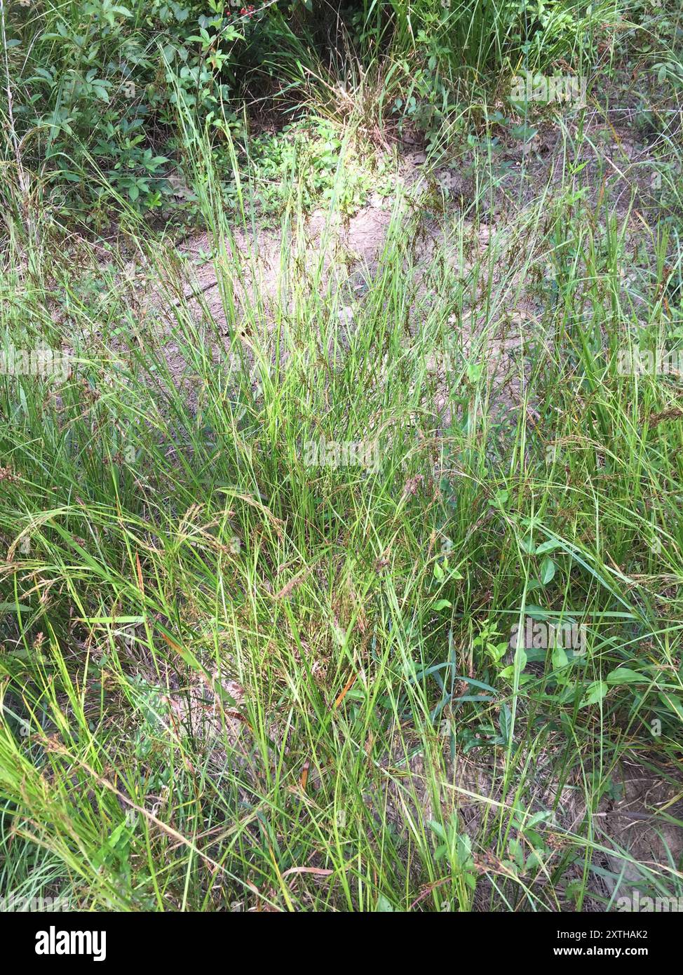 nodding beaksedge (Rhynchospora inexpansa) Plantae Stock Photo - Alamy