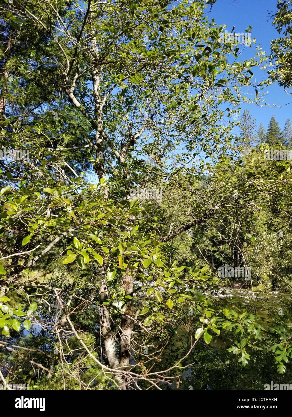 white alder (Alnus rhombifolia) Plantae Stock Photo - Alamy