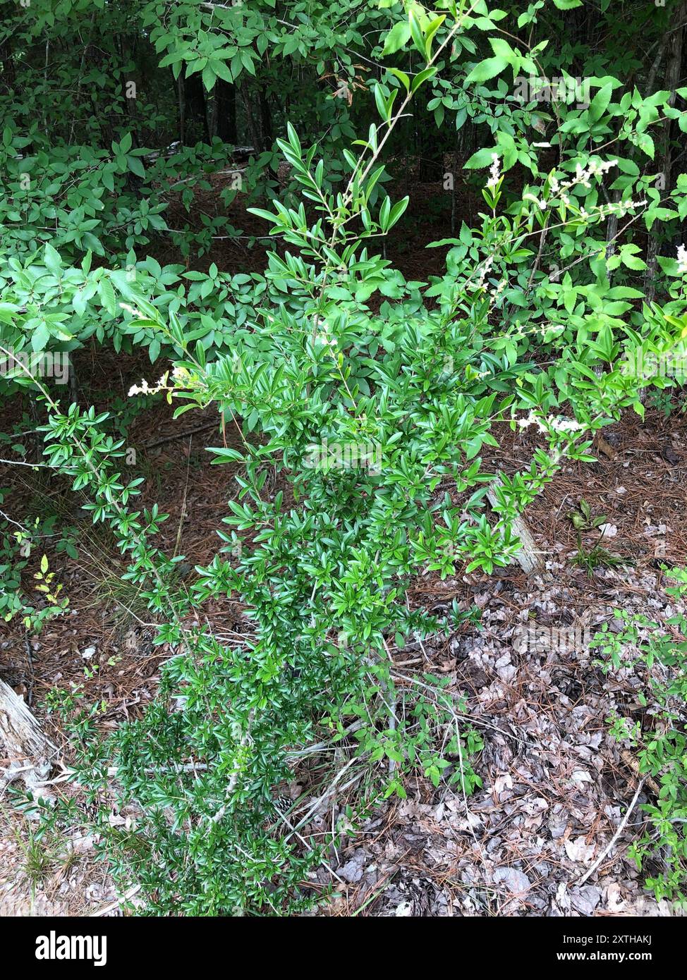 Chinese privet (Ligustrum sinense) Plantae Stock Photo - Alamy