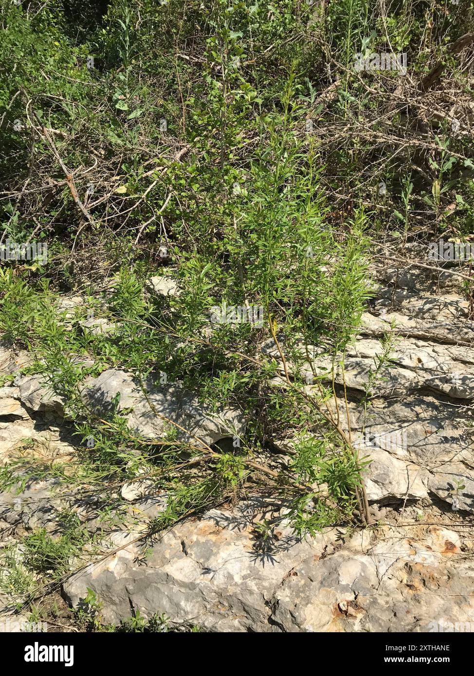 Poverty Weed (Baccharis neglecta) Plantae Stock Photo - Alamy