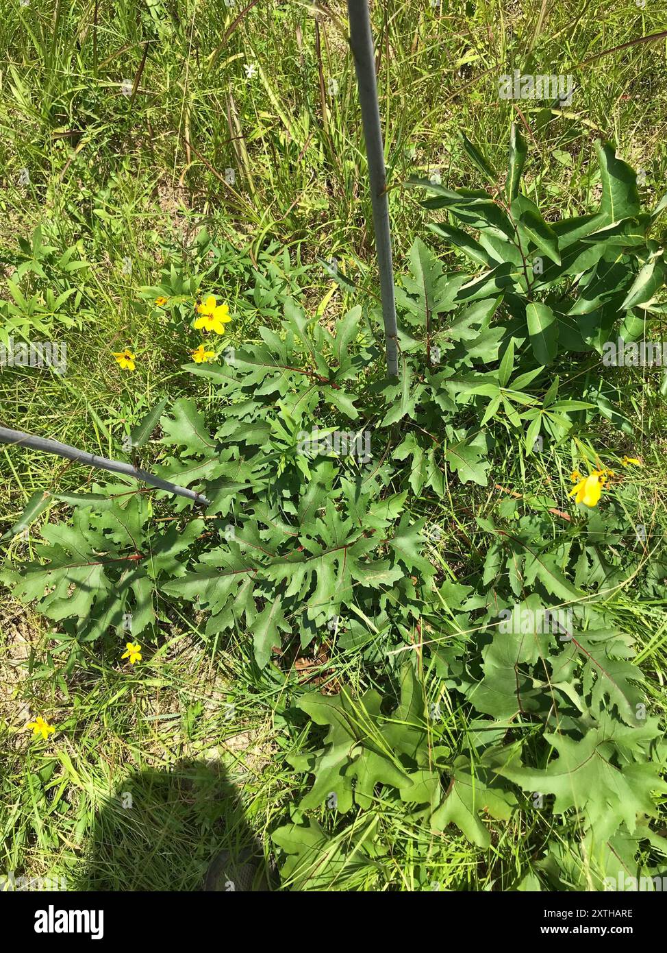 Kidney-leaf Rosinweed (Silphium compositum) Plantae Stock Photo - Alamy