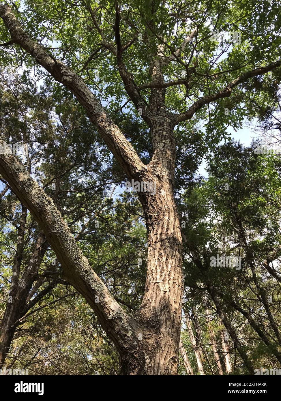 Buckley's oak (Quercus buckleyi) Plantae Stock Photo - Alamy