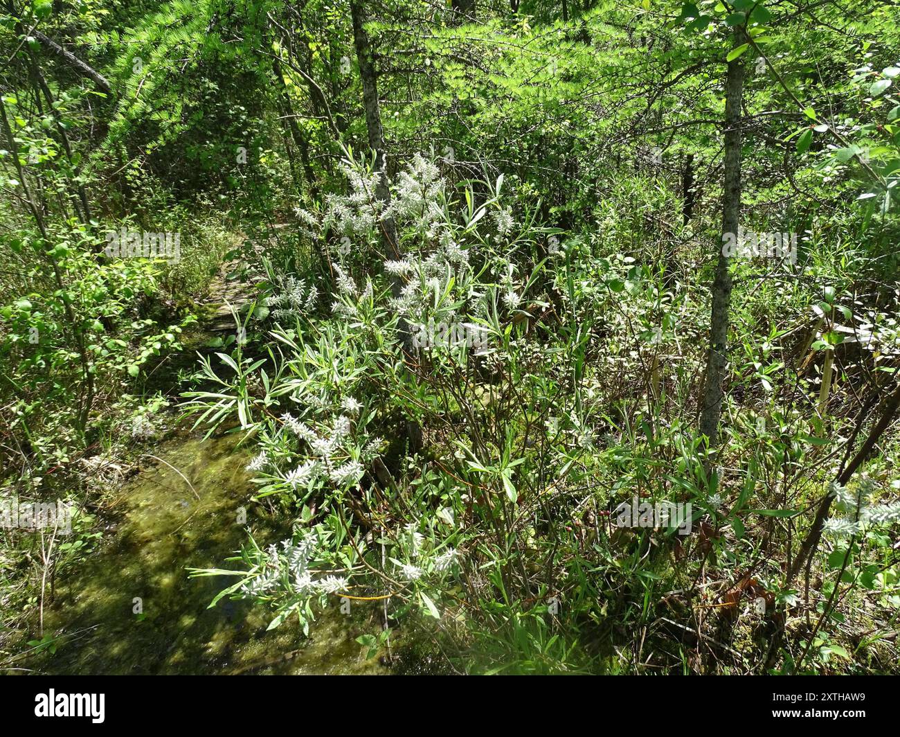 bebb's willow (Salix bebbiana) Plantae Stock Photo - Alamy