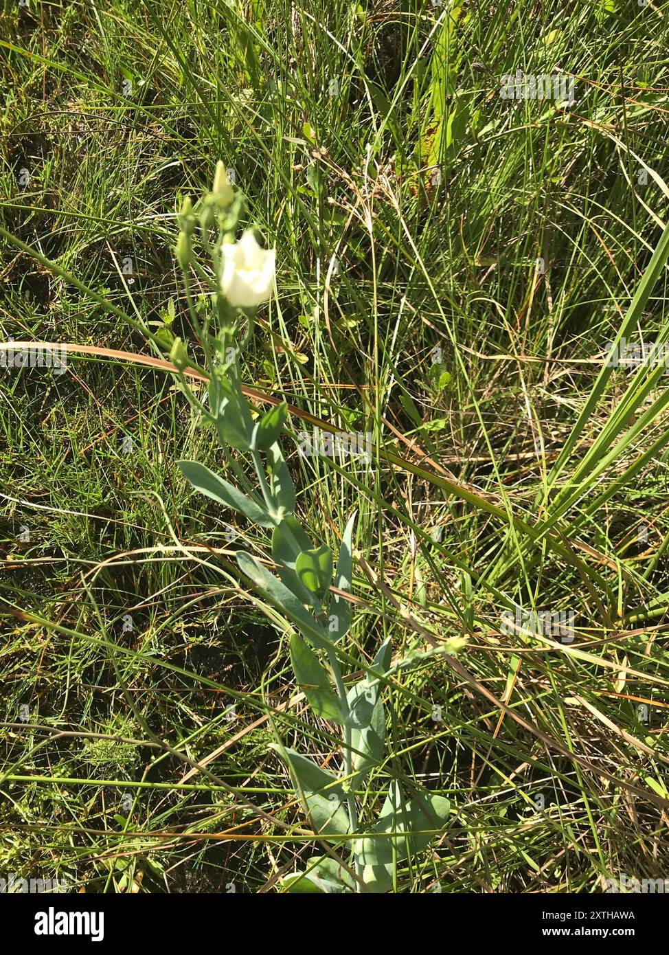 catchfly prairie gentian (Eustoma exaltatum) Plantae Stock Photo - Alamy