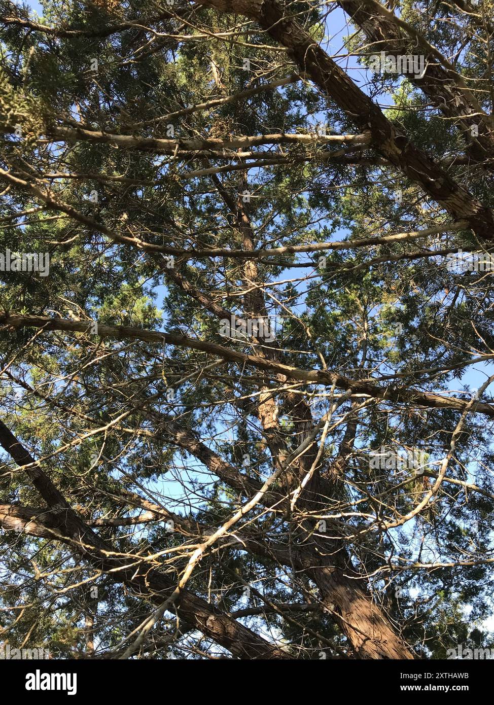 Ashe juniper (Juniperus ashei) Plantae Stock Photo - Alamy