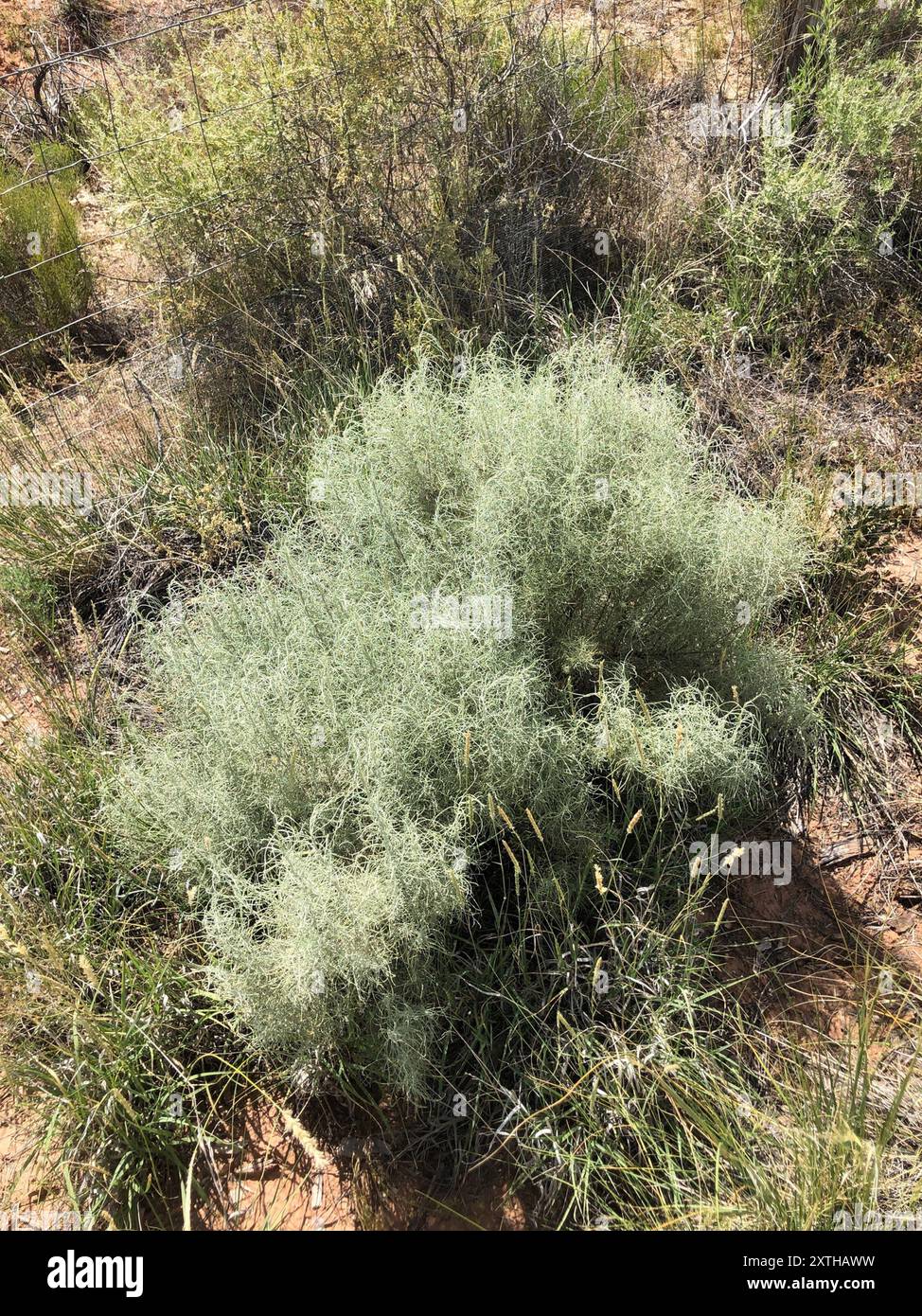 Artemisia filifolia hi-res stock photography and images - Alamy