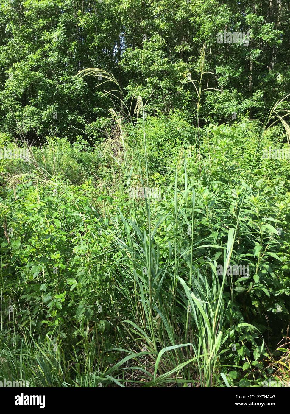 Vasey Grass (Paspalum urvillei) Plantae Stock Photo - Alamy