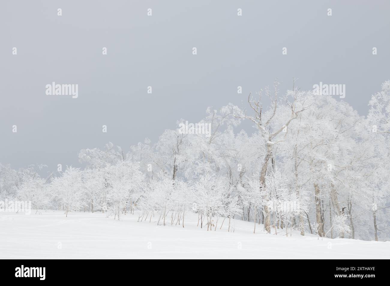 frozen trees in winter landscape in Hokkaido Japan Stock Photo - Alamy