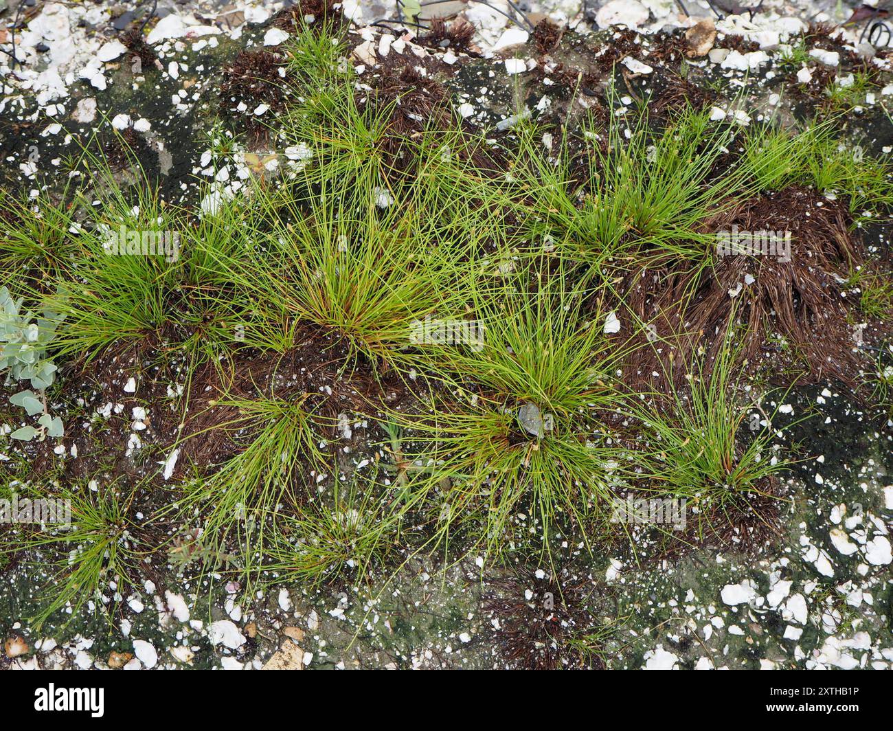 Polytrichoides hi-res stock photography and images - Alamy