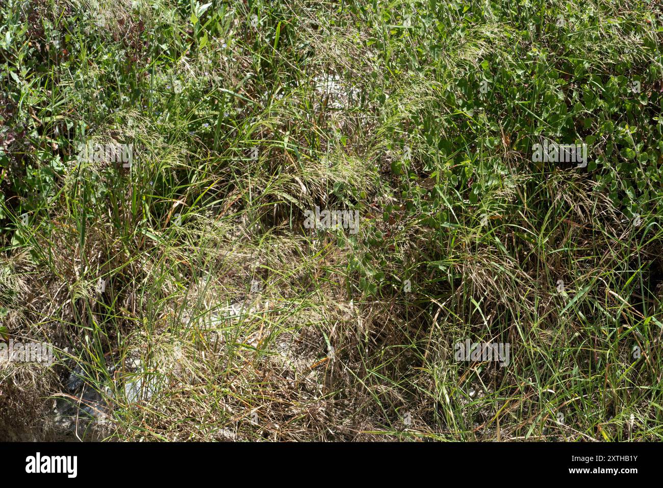 Smilo Grass (Oloptum miliaceum) Plantae Stock Photo - Alamy