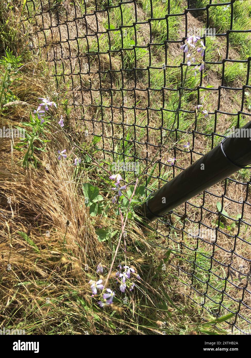 wild and domestic radish (Raphanus raphanistrum sativus) Plantae Stock ...