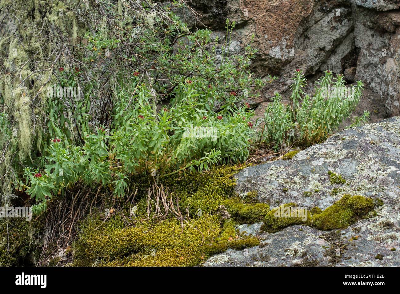western roseroot (Rhodiola integrifolia) Plantae Stock Photo - Alamy