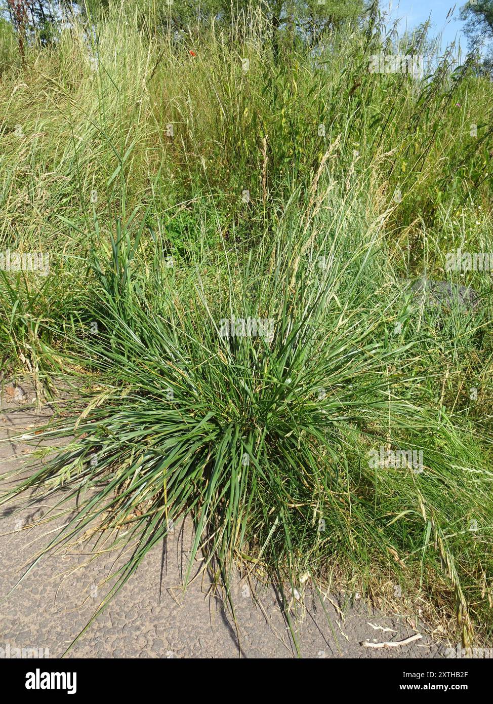 tall fescue (Lolium arundinaceum) Plantae Stock Photo - Alamy