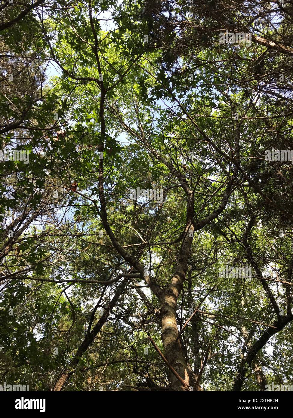 Buckley's oak (Quercus buckleyi) Plantae Stock Photo - Alamy