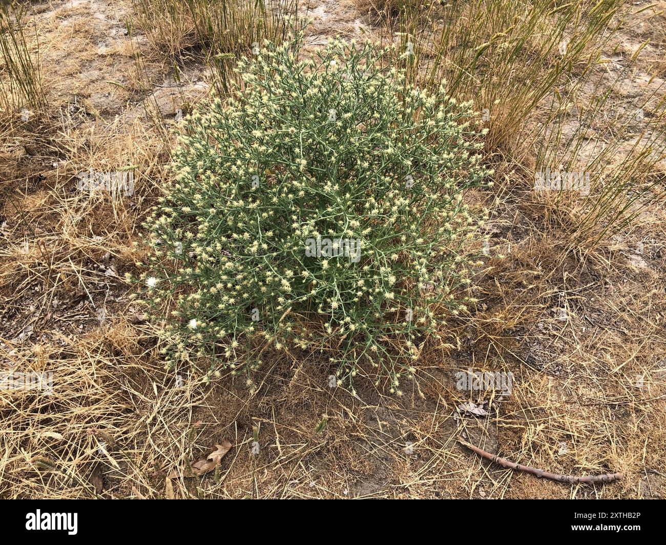 diffuse knapweed (Centaurea diffusa) Plantae Stock Photo - Alamy