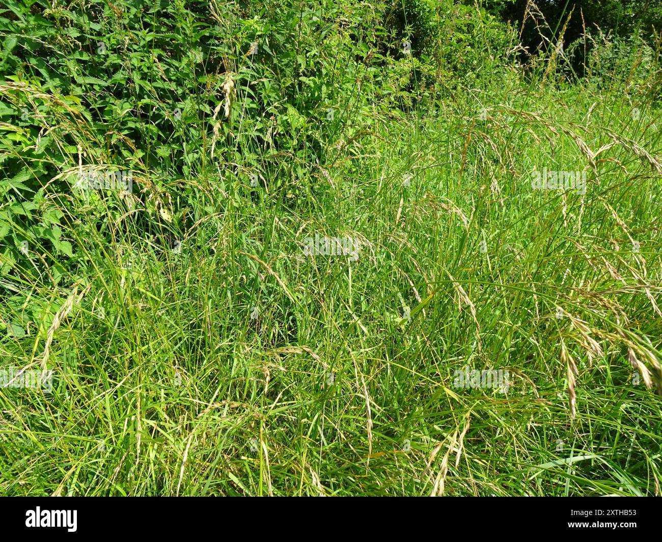 tall fescue (Lolium arundinaceum) Plantae Stock Photo - Alamy