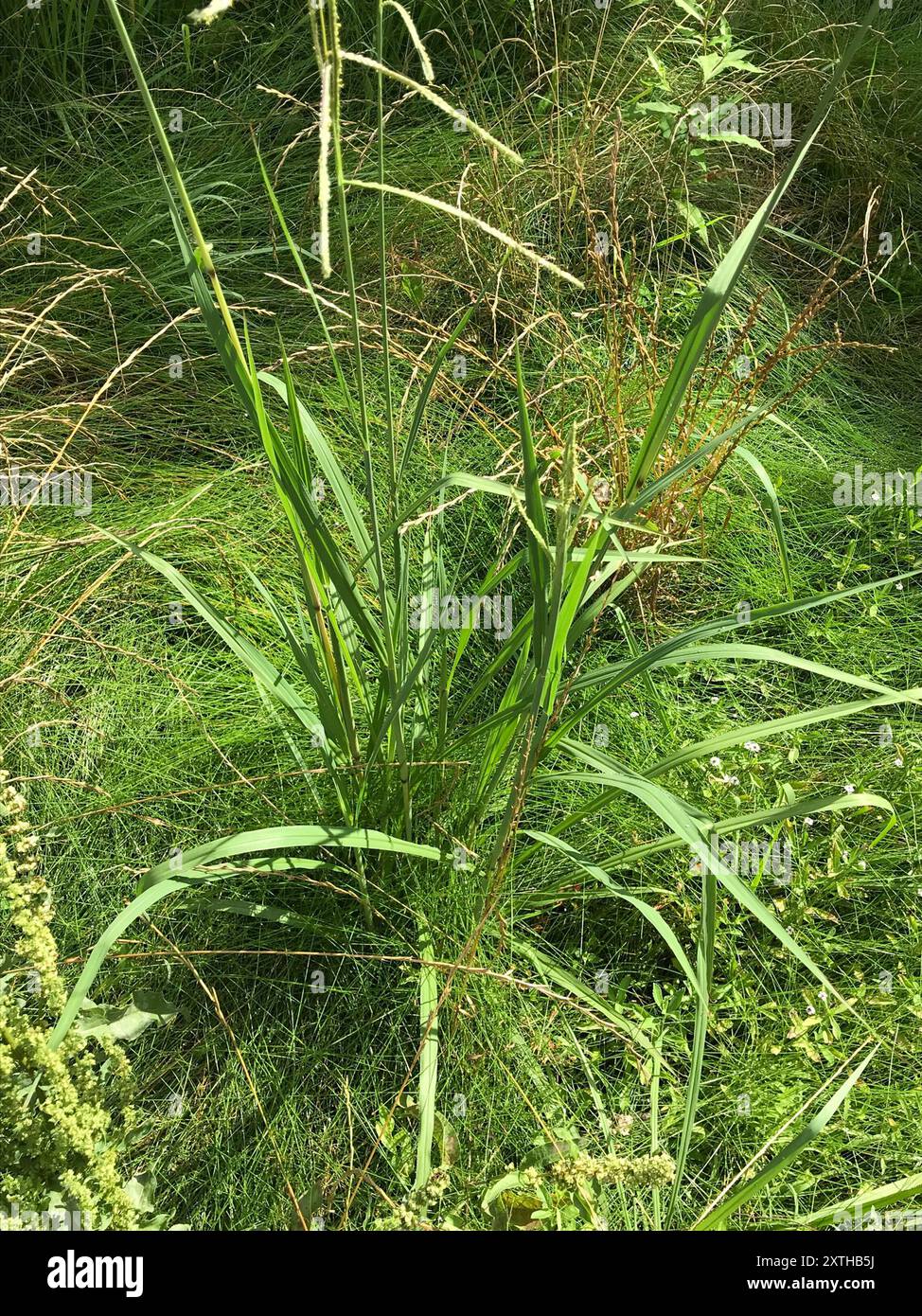 Vasey Grass (Paspalum urvillei) Plantae Stock Photo - Alamy