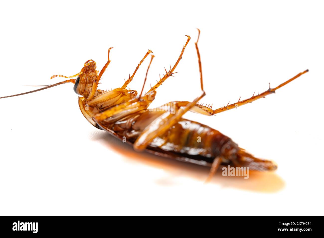 a poisoned and dying cockroach on white background close up at ...