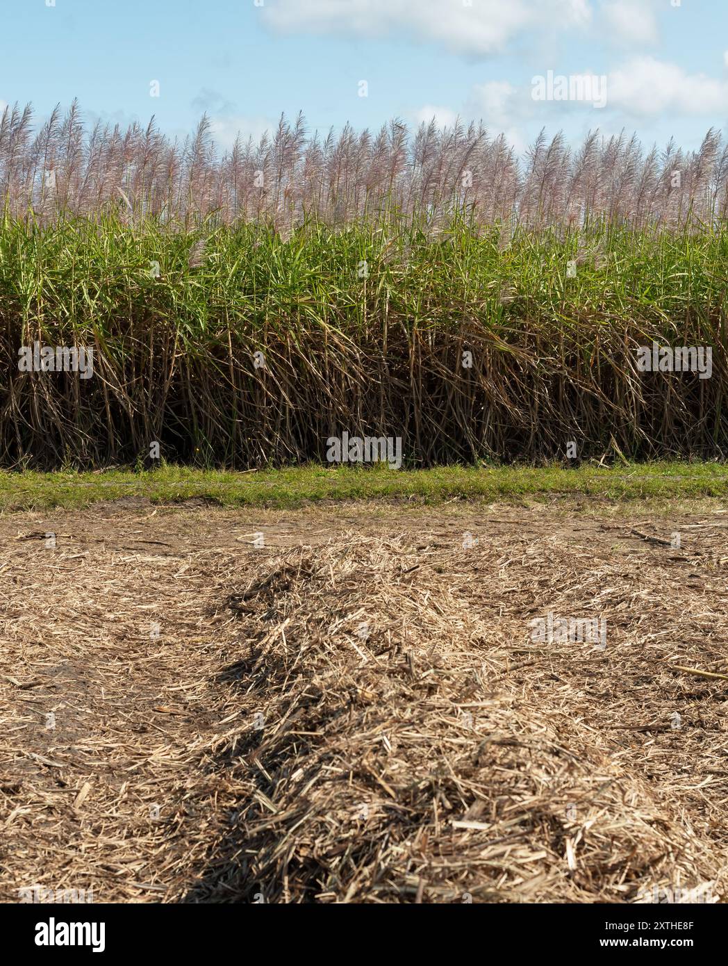 Sugarcane mulch is dried, cut, screened, compressed and then baled. The ...