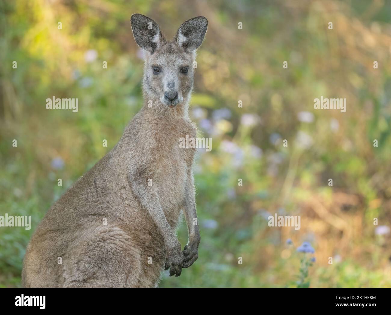 Eastern grey kangaroo posing in Gold Coast, Queensland, Australia, with ...