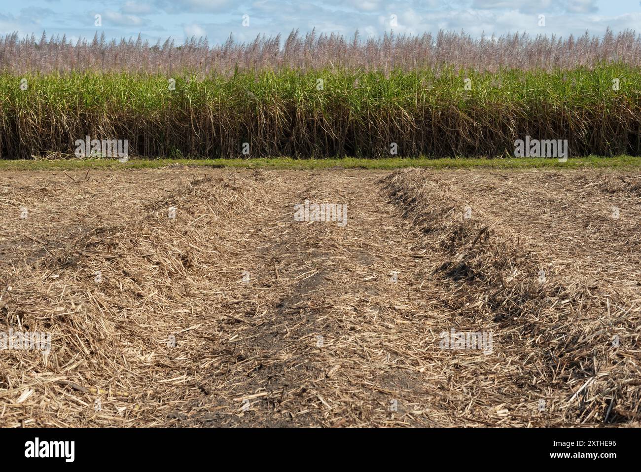 Sugarcane mulch left to dry in the field after being cut before being ...
