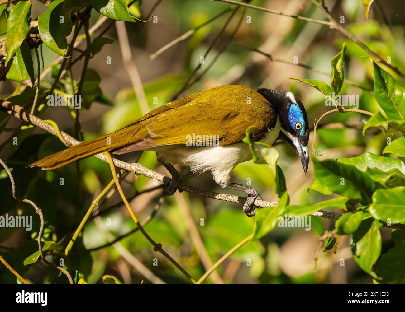 The blue-faced honeyeater (Entomyzon cyanotis), also colloquially known ...