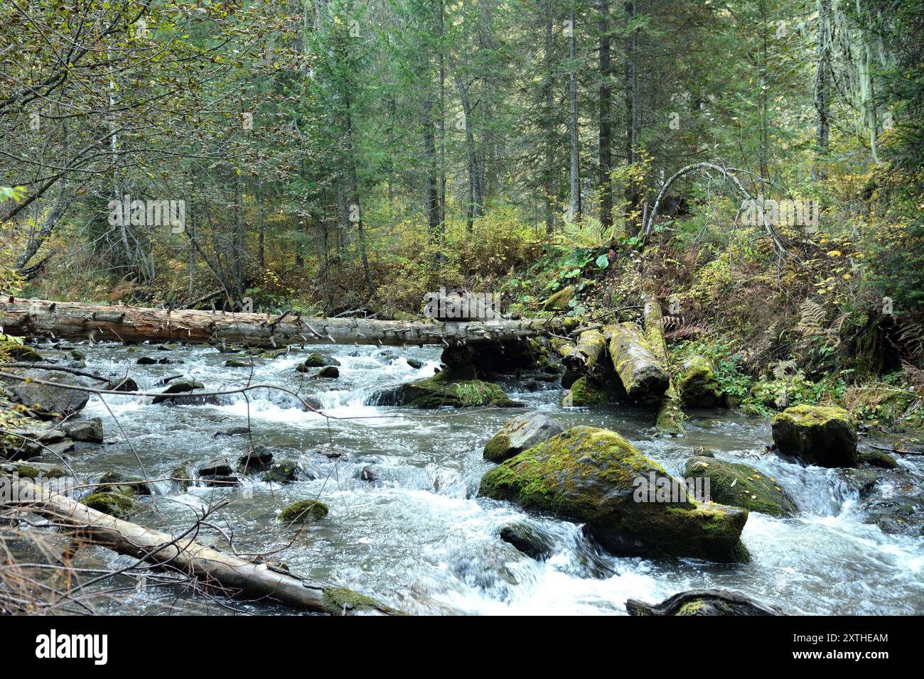 Trees moving around in strong hi-res stock photography and images - Alamy