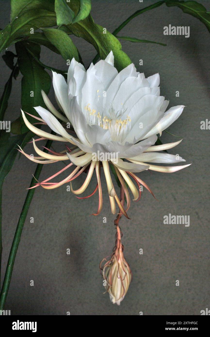 Brahma Kamal or Saussurea Obvallata Flower in the terrace garden, Pune ...