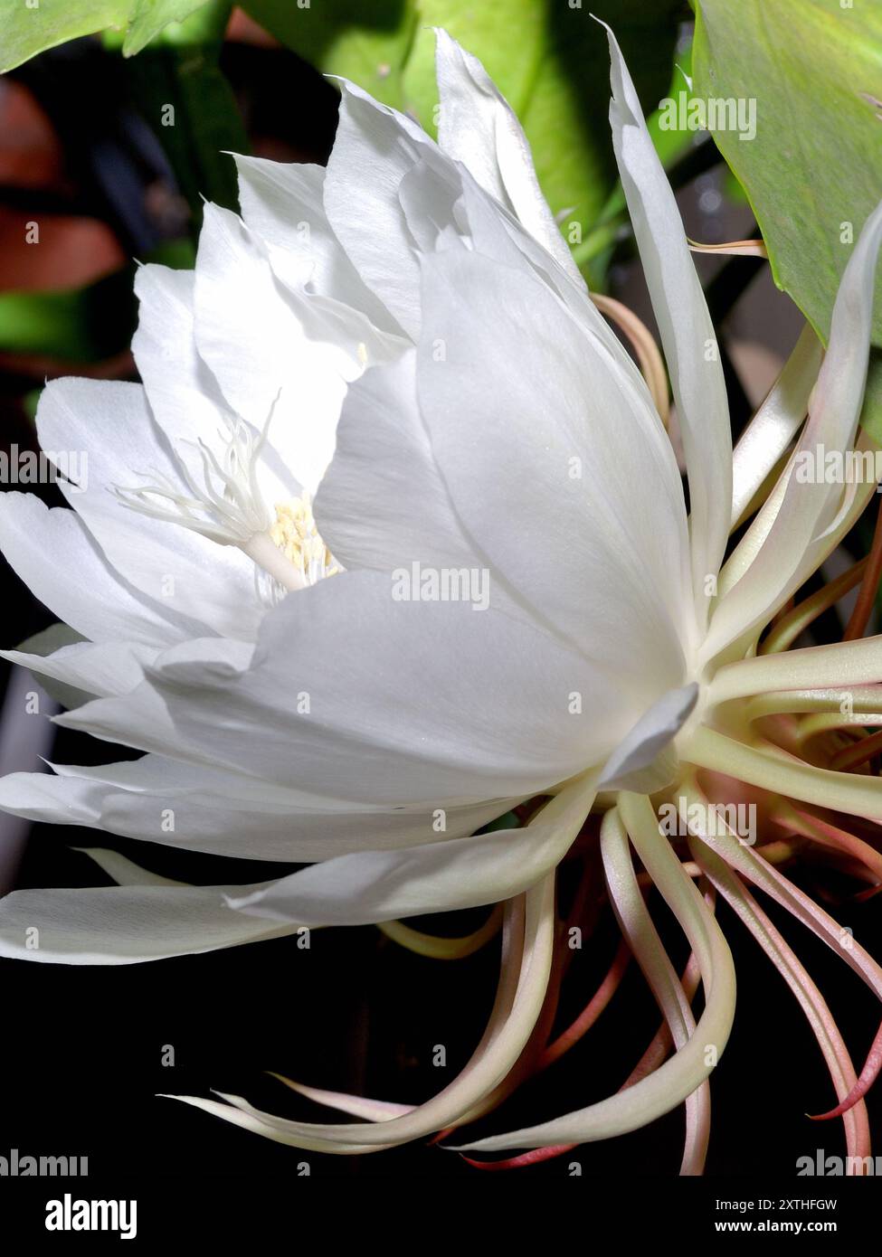 Brahma kamal plant flower hi-res stock photography and images - Alamy