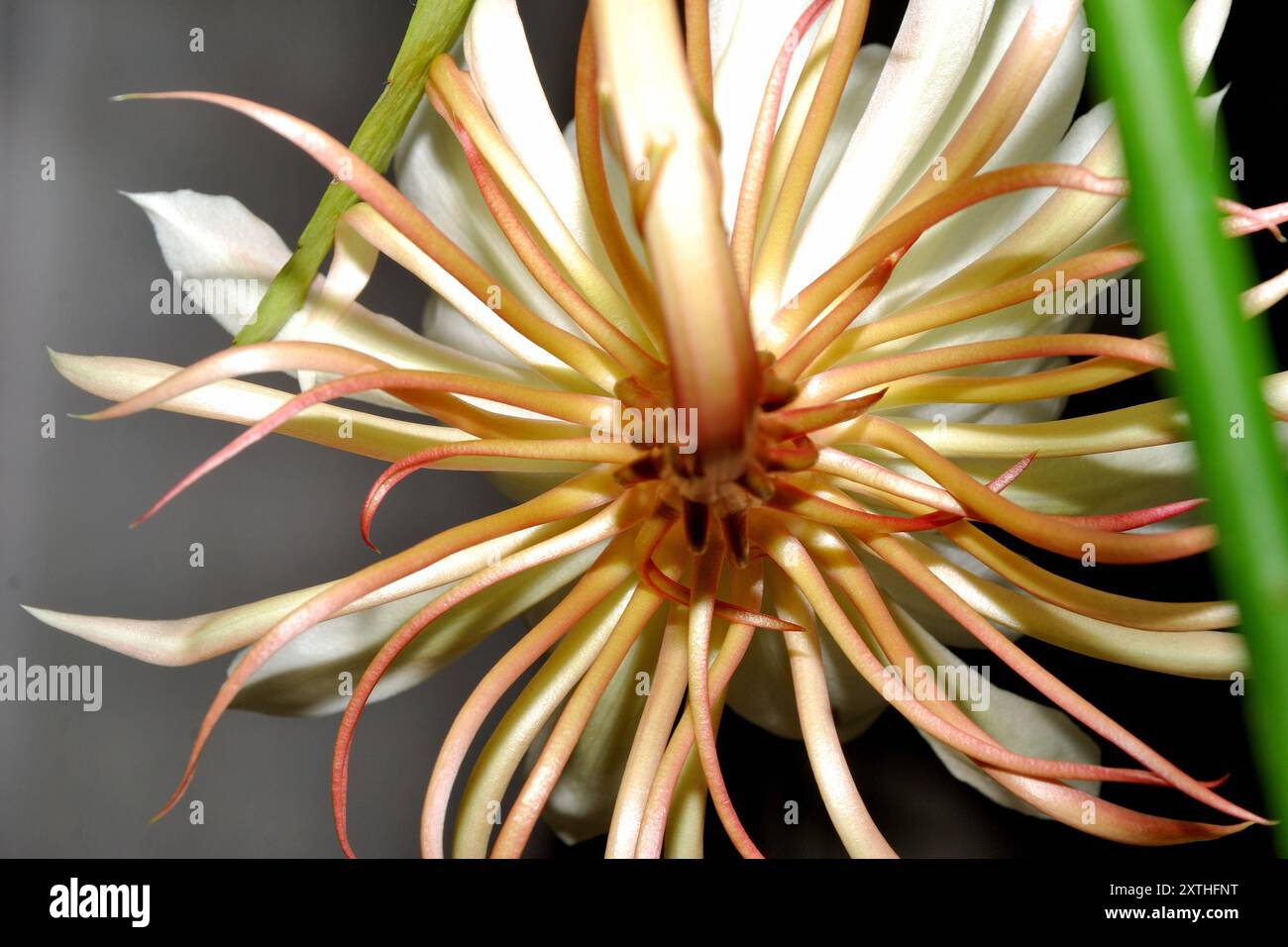 Brahma Kamal or Saussurea Obvallata Flower in the terrace garden, Pune ...