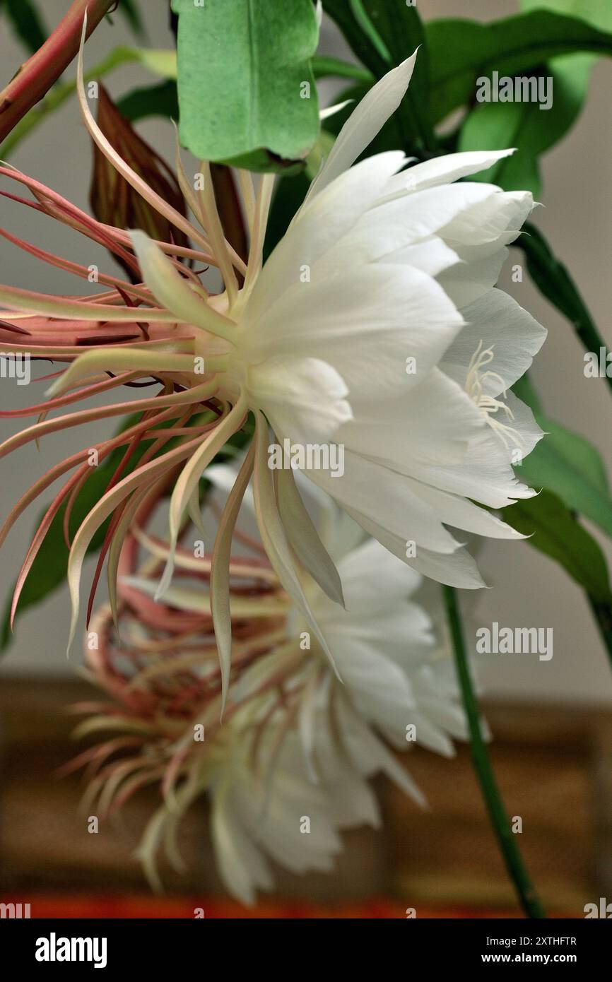 Brahma Kamal or Saussurea Obvallata Flower in the terrace garden, Pune ...
