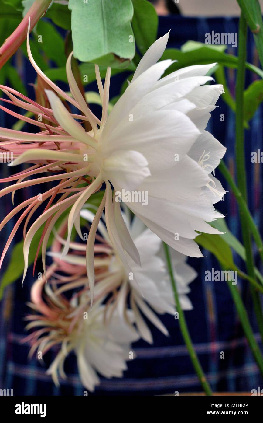 Brahma Kamal or Saussurea Obvallata Flower in the terrace garden, Pune ...