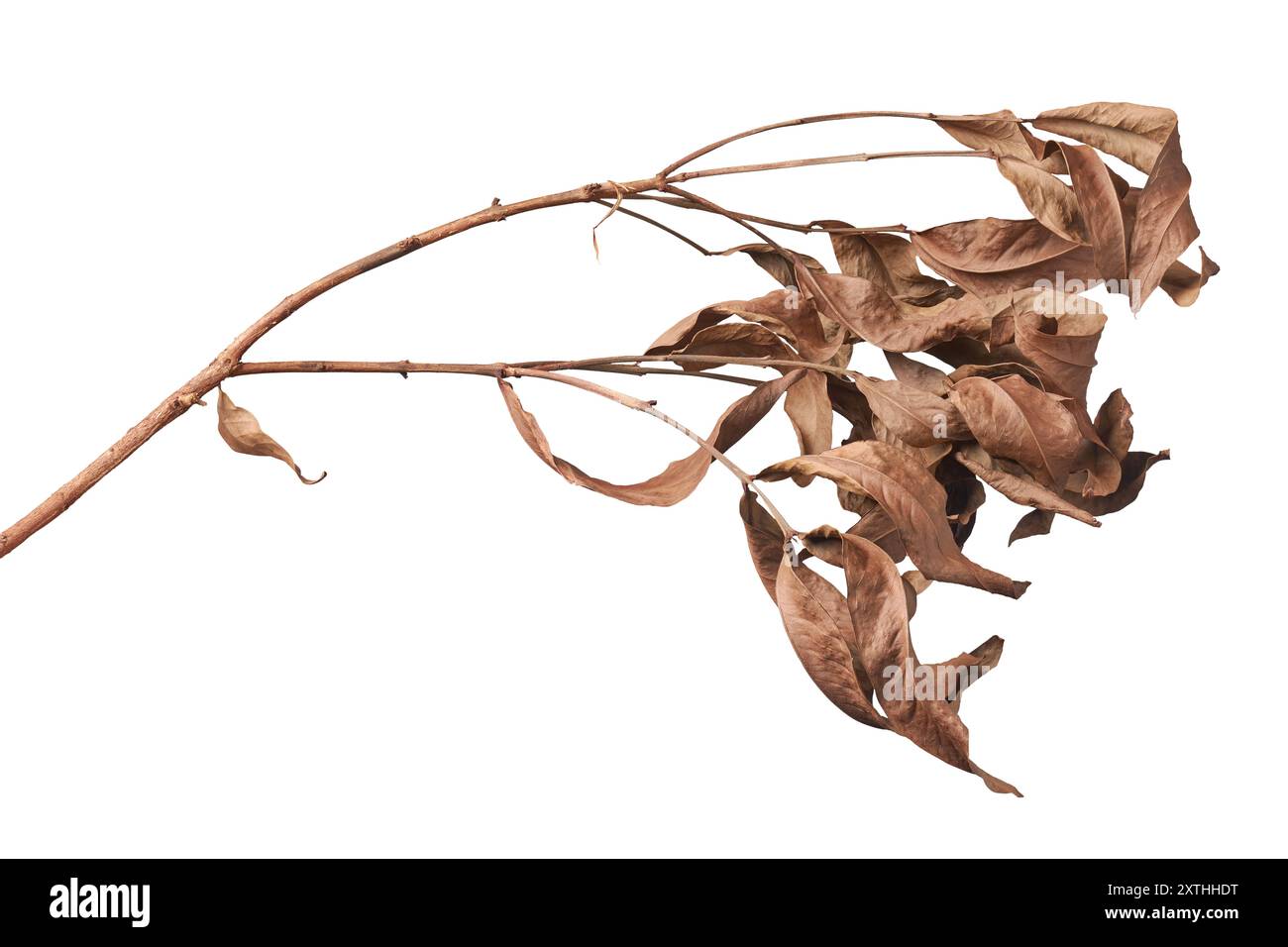 dried tree branch with dry leaves isolated white background ...