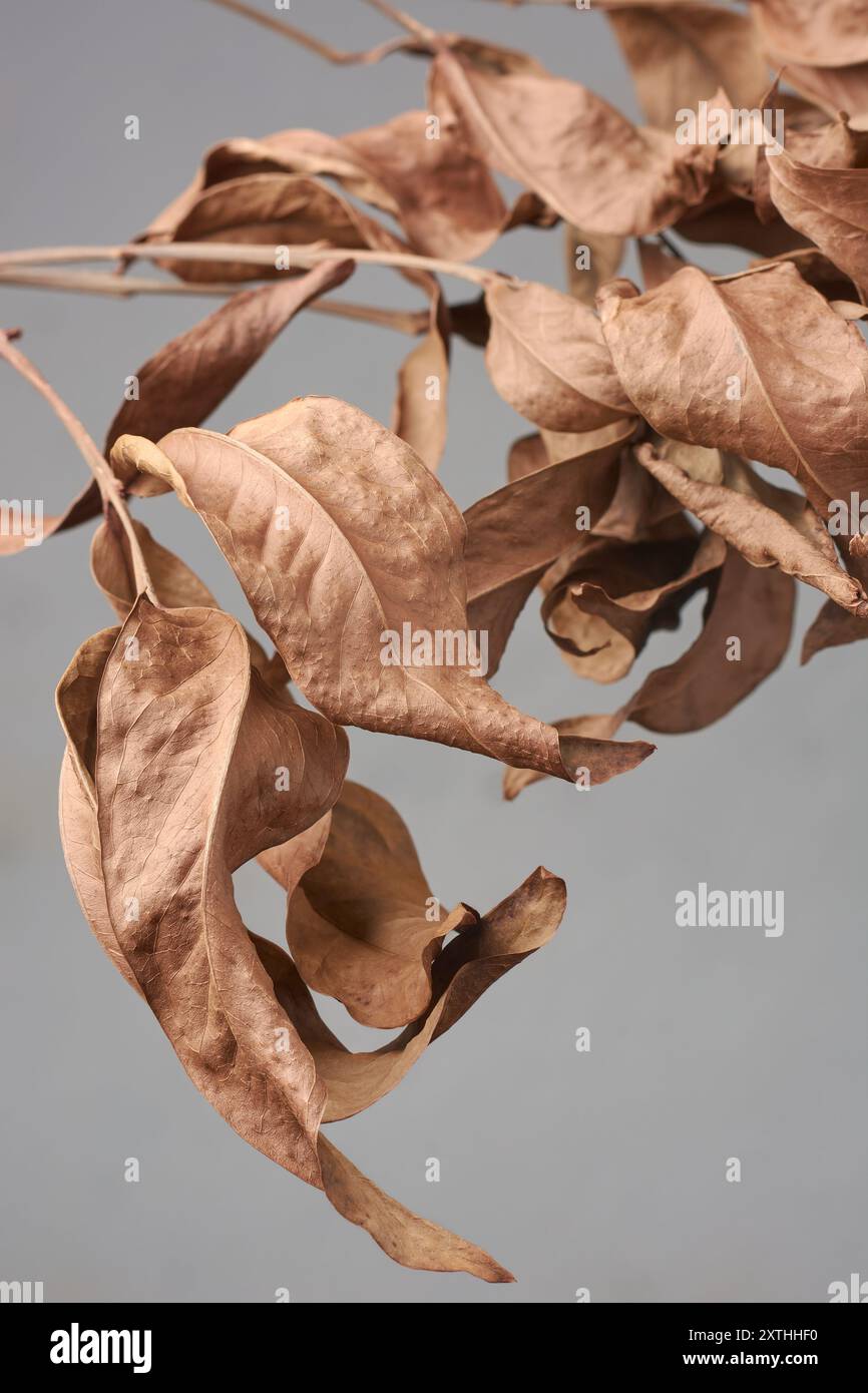 Neutral soil hi-res stock photography and images - Alamy