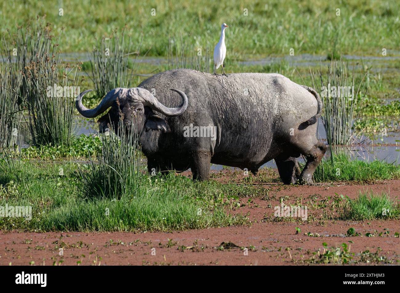 Large male buffalo standing feeding in the reeds, with an egret bird on ...