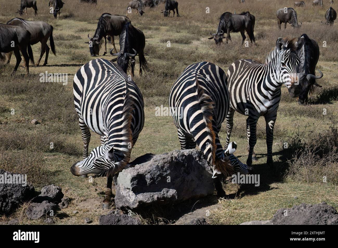 Plains zebra in the Ngorongoro Crater, Tanzania, using a large rock as ...