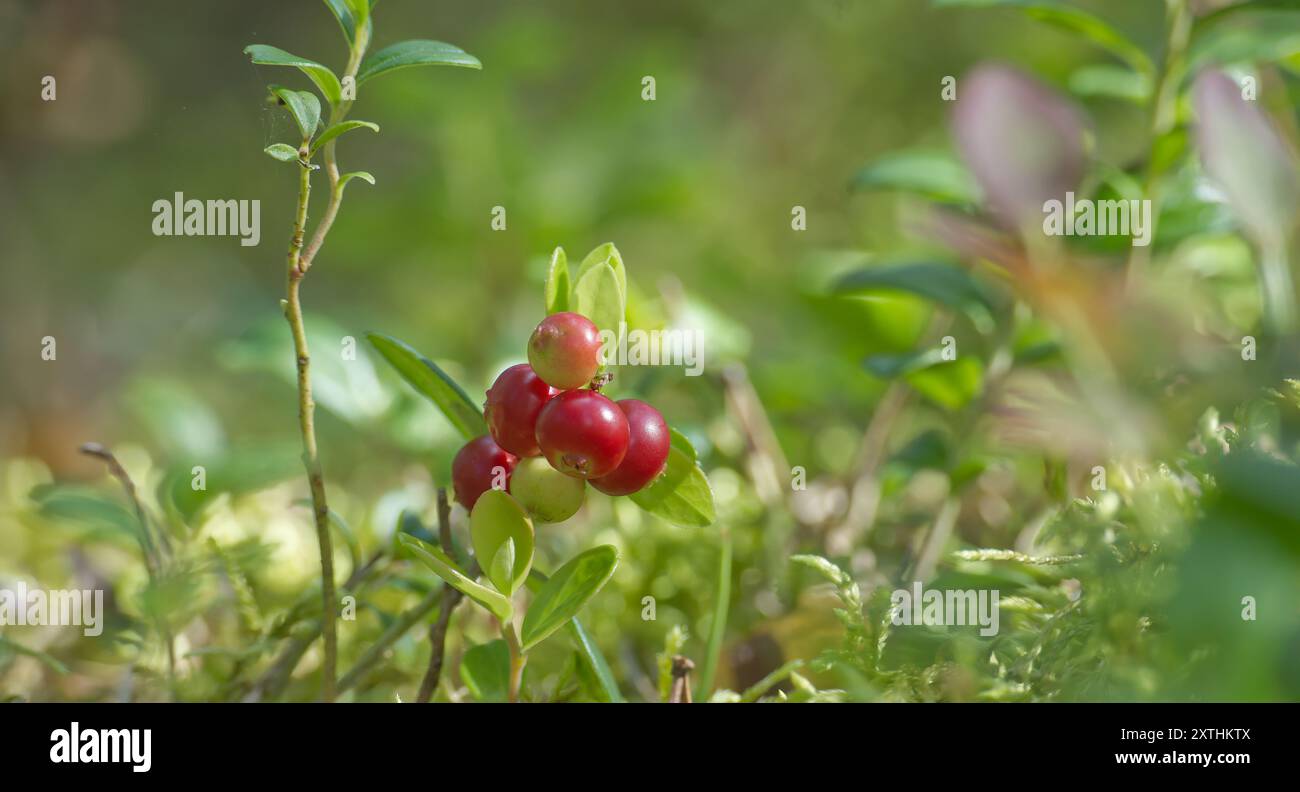 Lingonberry plants with red berries in a forest setting, surrounded by ...