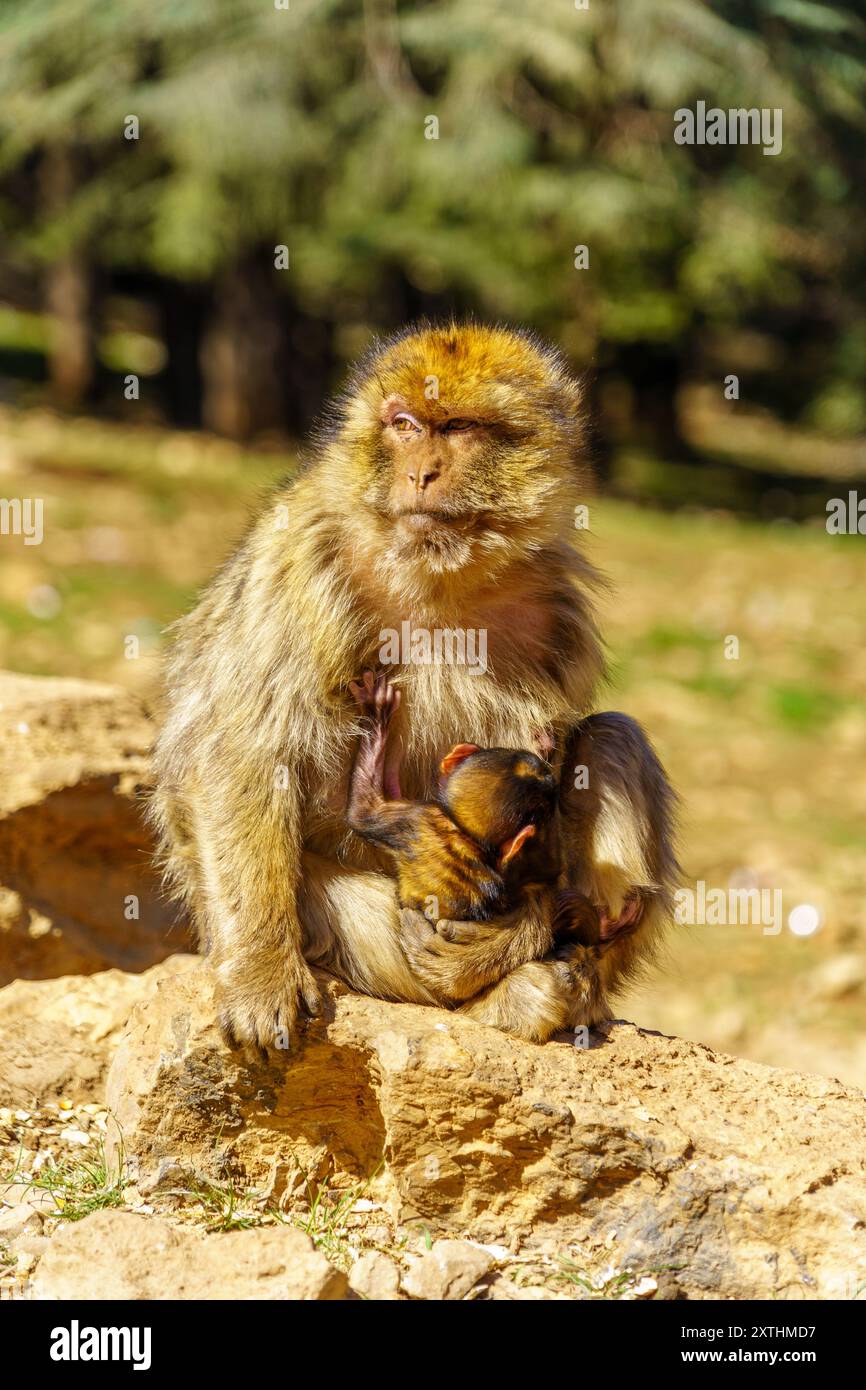View of a Barbary macaque monkey (mother and young), in the Middle ...