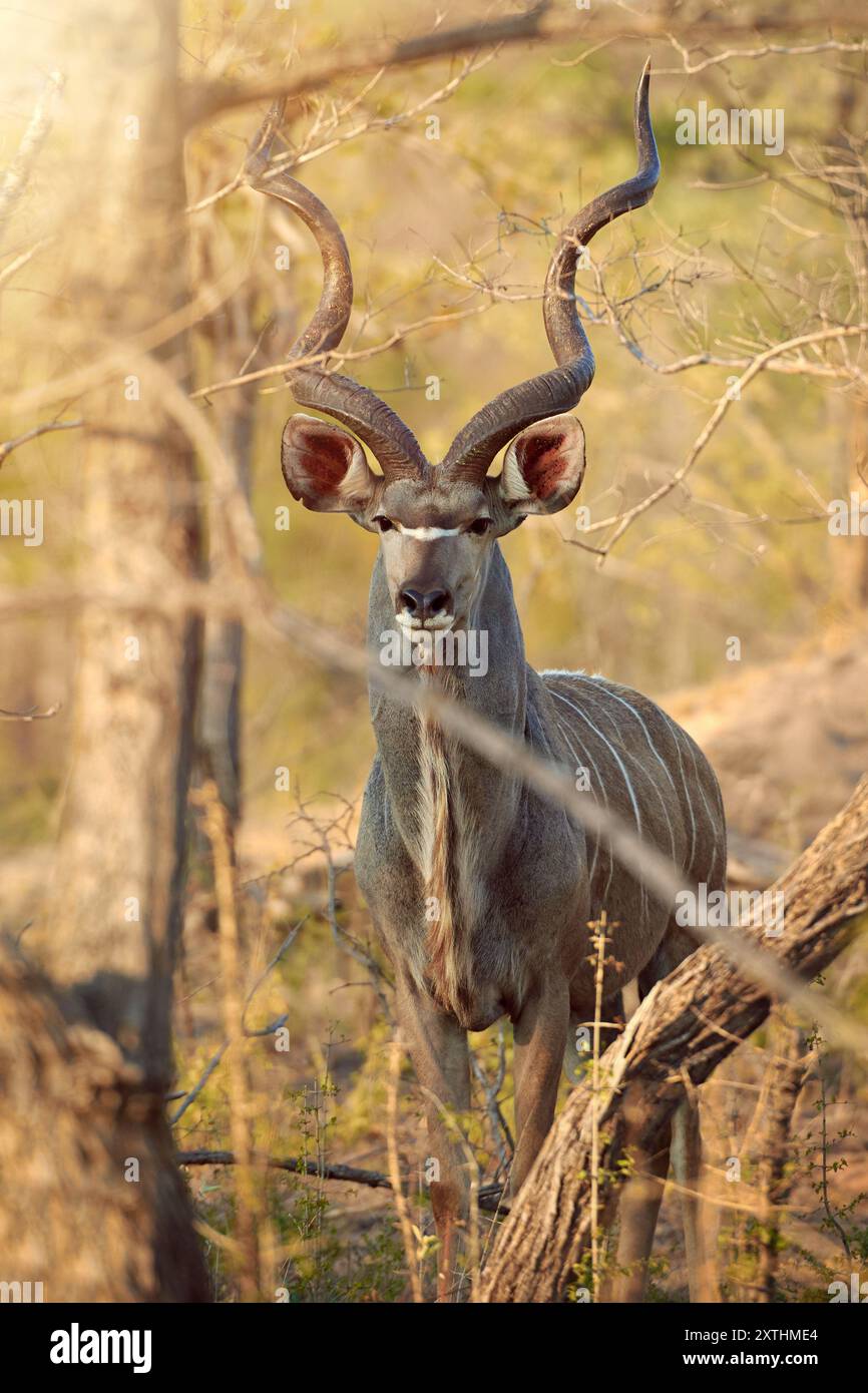 Portrait, nature and kudu outdoor in wildlife or natural habitat ...