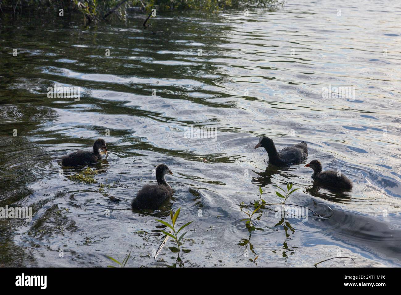 A serene water scene featuring four coots swimming in a calm lake. The ...