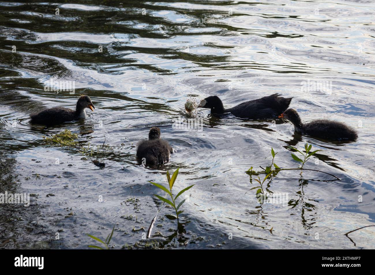 A serene water scene featuring four coots swimming in a calm lake. The ...