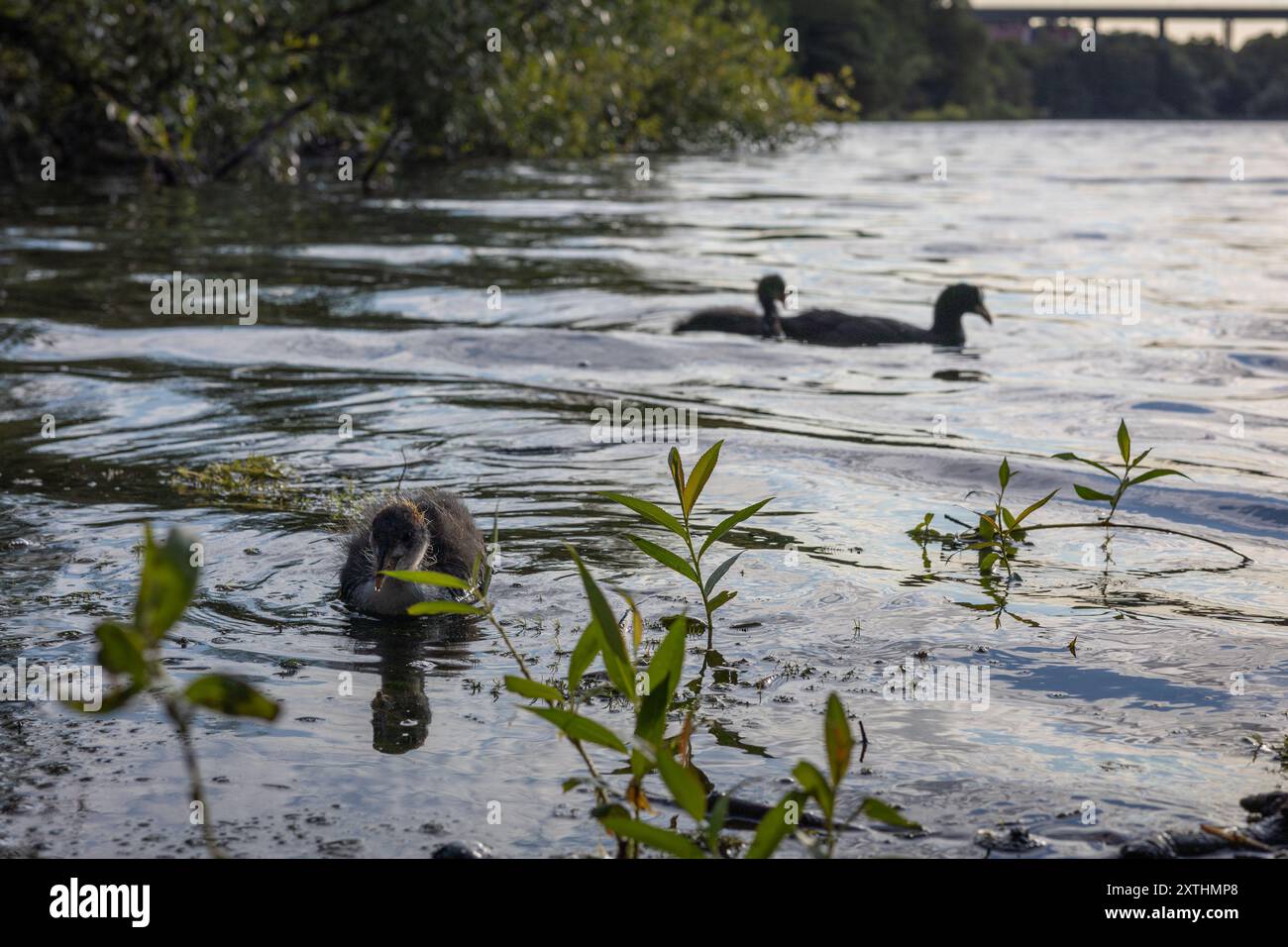 A serene water scene featuring four coots swimming in a calm lake. The ...