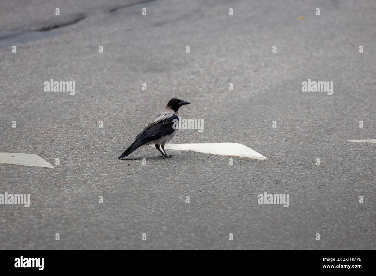 A crow stands in the middle of the street Stock Photo - Alamy